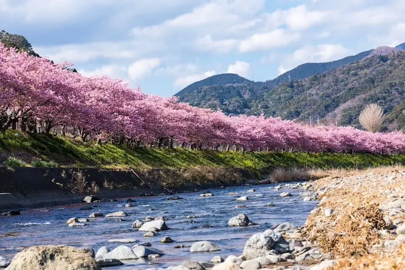 Come to Kawazu | Enjoy Japan's Cherry Blossoms in February